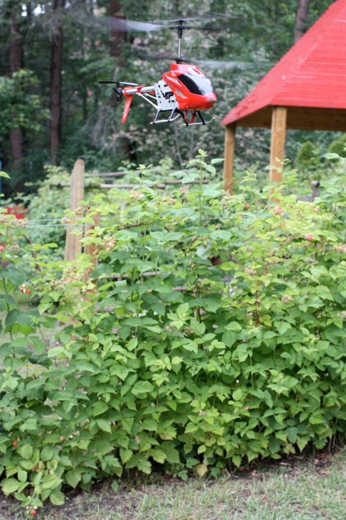 In hysterics…the ultimate raspberry – naramata-blend