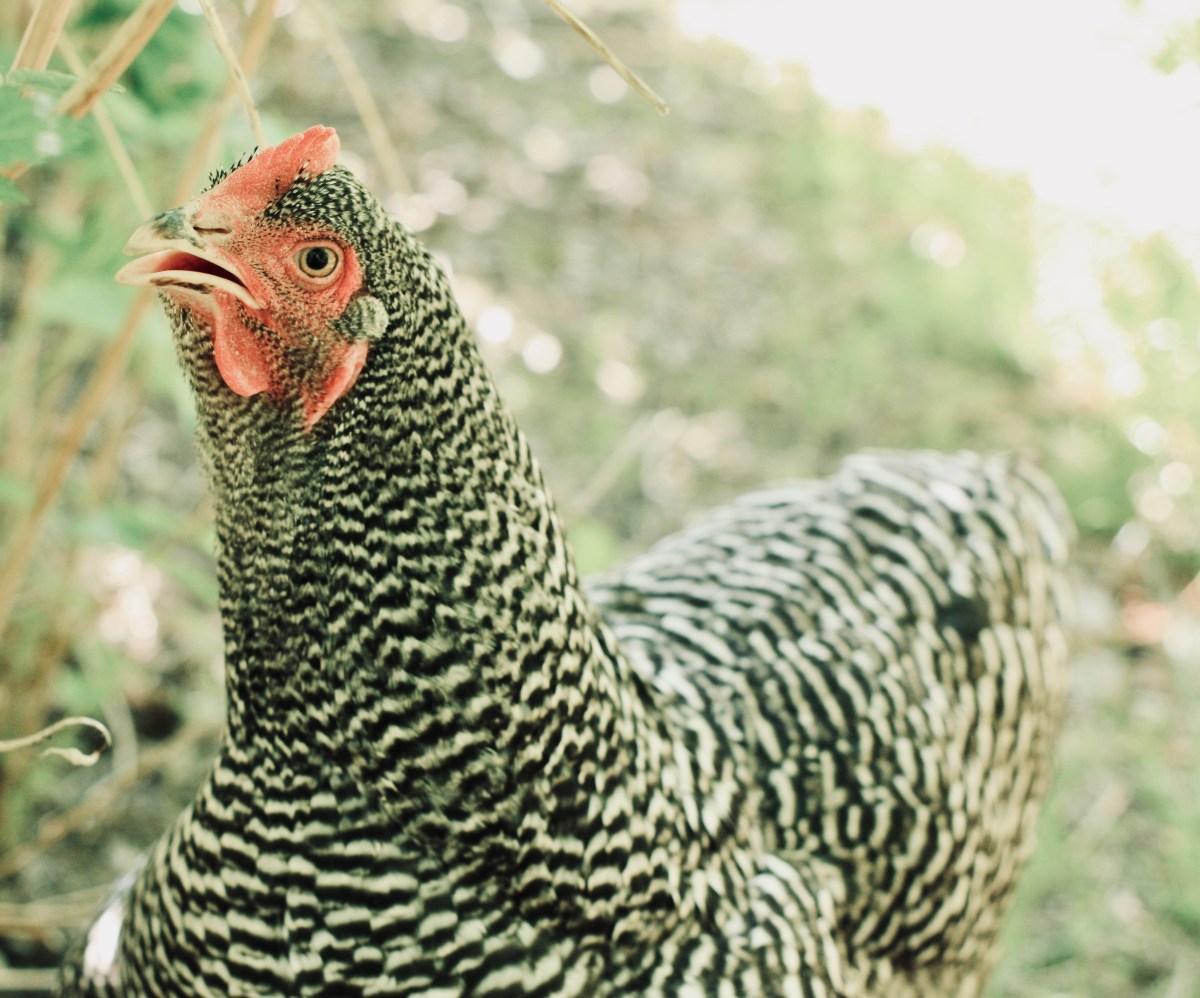 Gone girl – An ode to an extraordinary chicken – naramata-blend